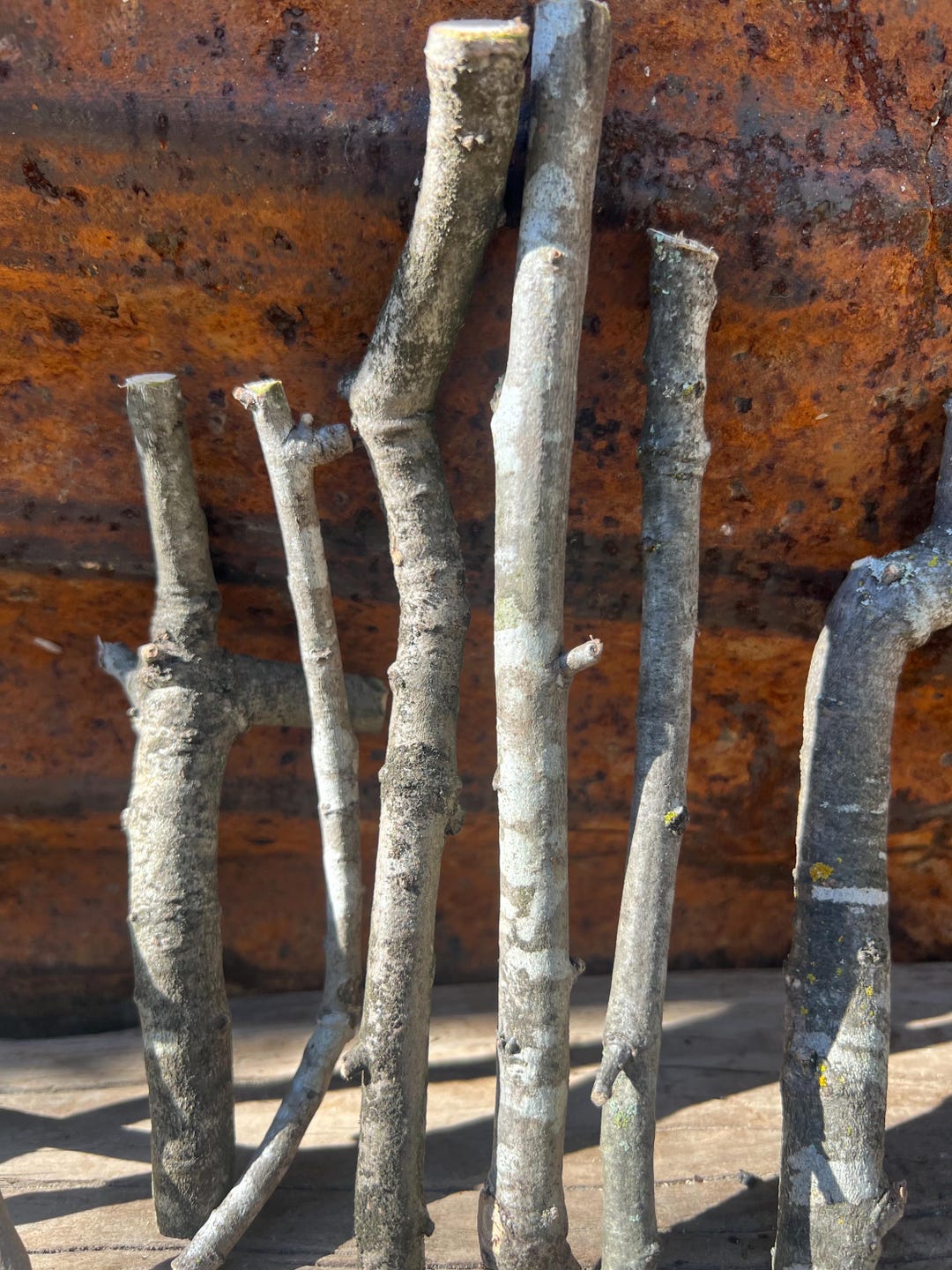 Oak, Forked and Straight Coast Live Oak Sticks , Sacred Wood Sticks ...