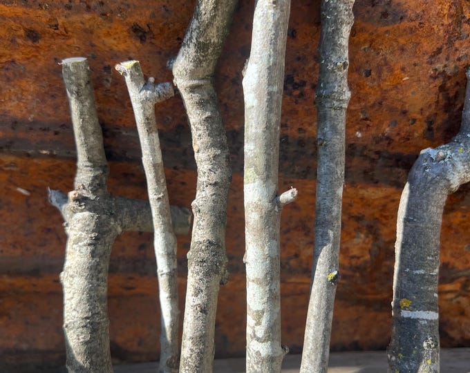 Oak, Forked and Straight Coast Live Oak Sticks , Sacred Wood Sticks ...