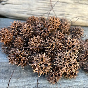 20 Witches Burrs, Sweet Gum Seed Pods, Nature Crafting - Etsy