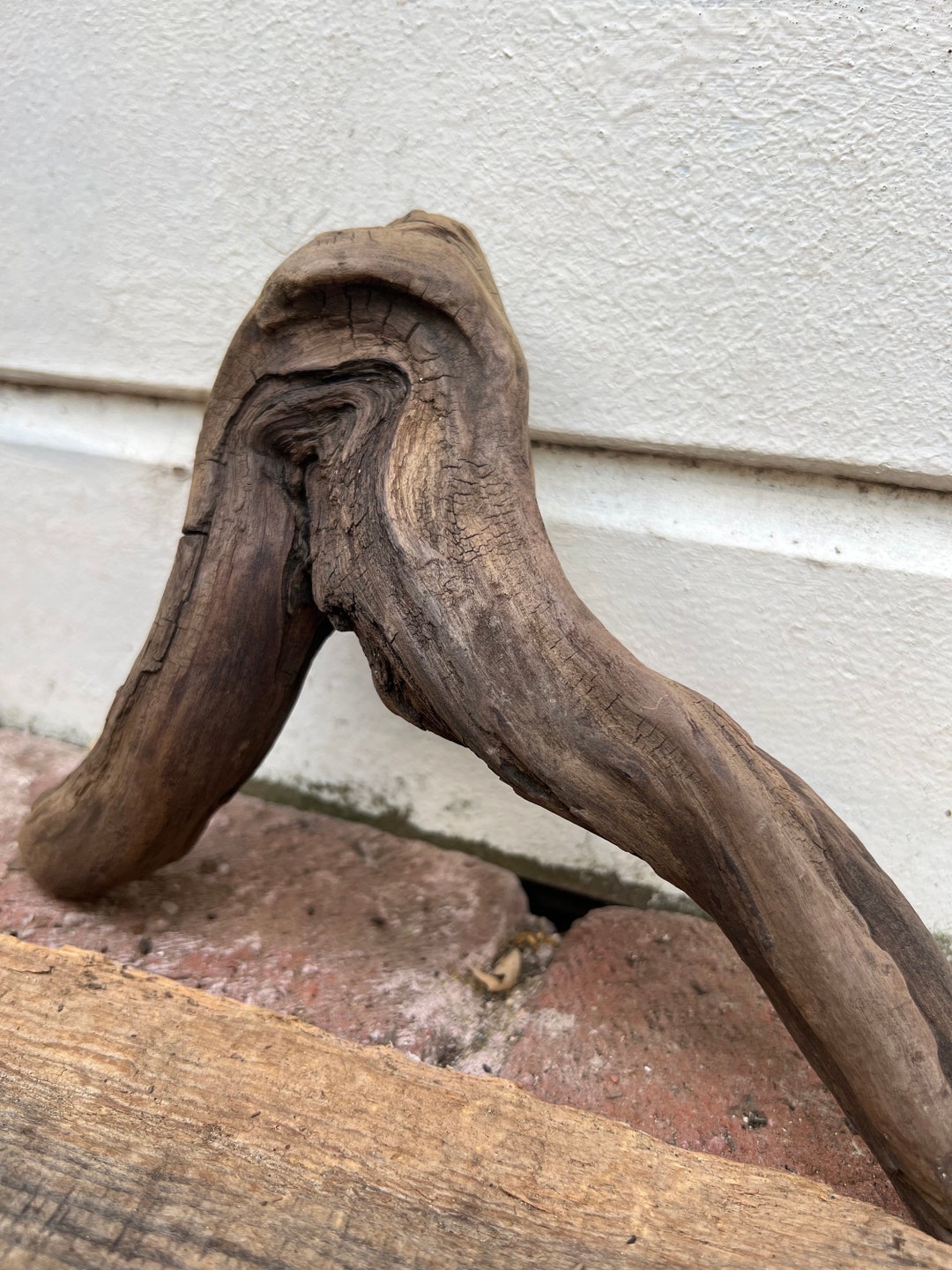 Wavy Root Driftwood Curvy Root Wood Terrarium Wood - Etsy