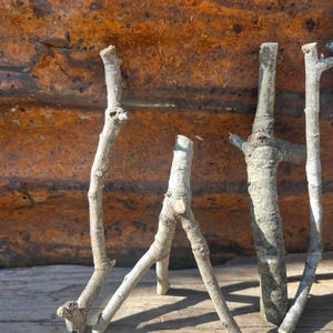 Oak, Forked and Straight Coast Live Oak Sticks , Sacred Wood Sticks ...