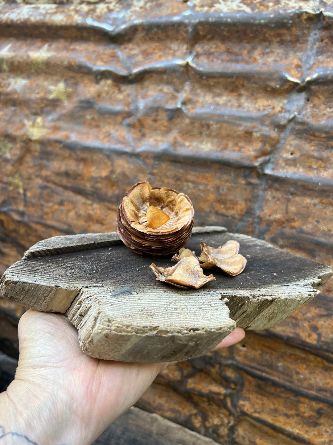 Driftwood Stump Slice , Rustic Wood , Photo Prop Stump, Weathered Art ...