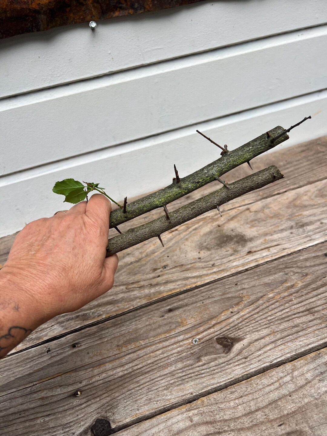 Thorn Branches, Plum Thorns on the Branch, Wild Cherry Plum Tree Thorns ...