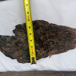 Driftwood Bark, 14x7 , Fresh Water Bark, Art Driftwood, Terrarium Wood ...