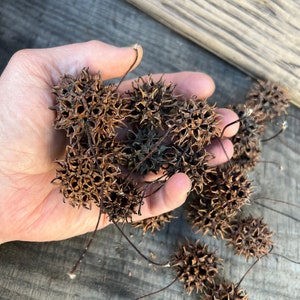 20 Witches Burrs, Sweet Gum Seed Pods, Nature Crafting - Etsy