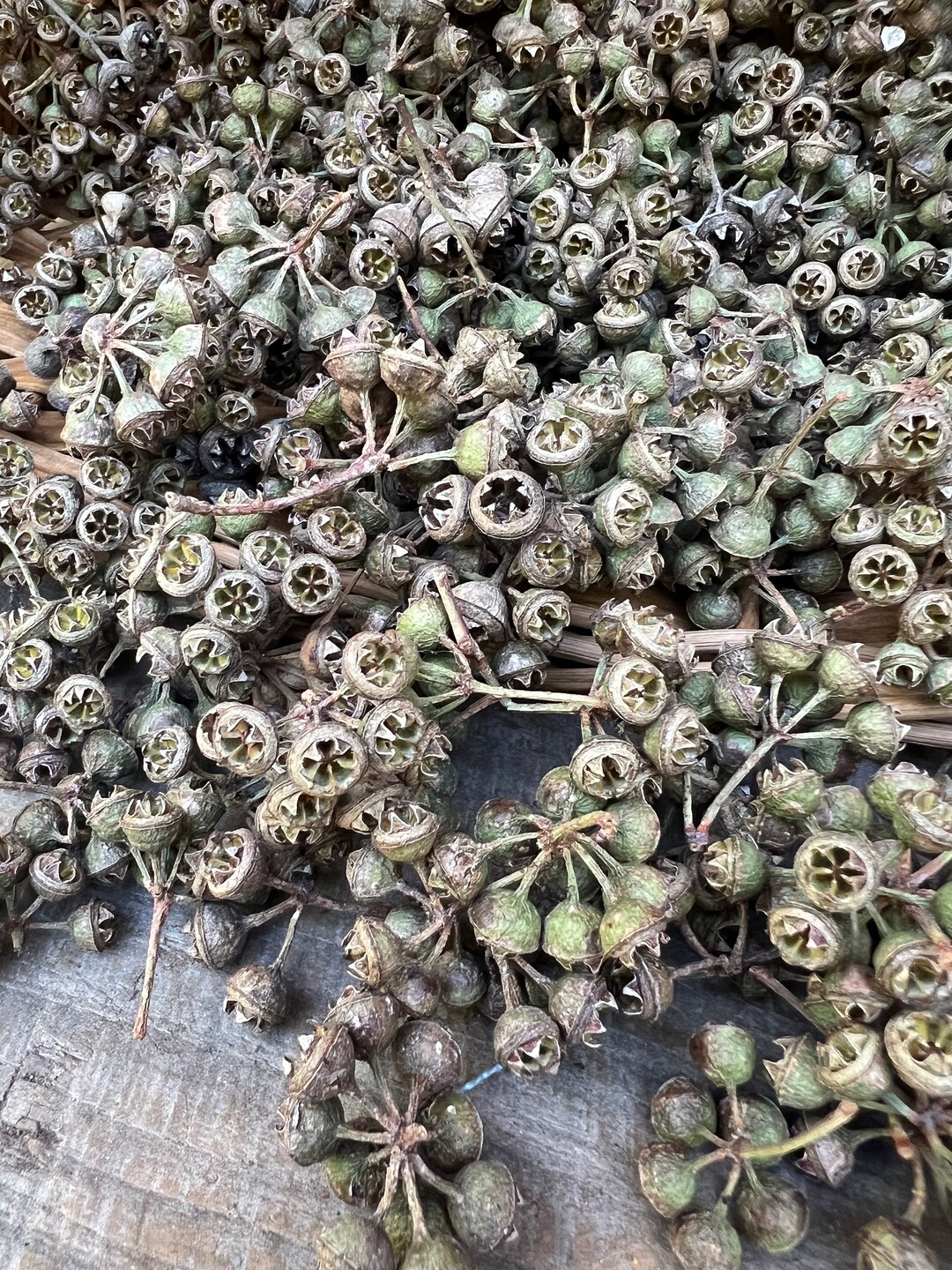 50 Clusters Pods, Eucalyptus Pods Clusters, Mini Seed Pods, Fairy House ...