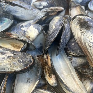 10 Shells,mussel Shells, California Mussel Shells, Pacific Ocean Mussel ...