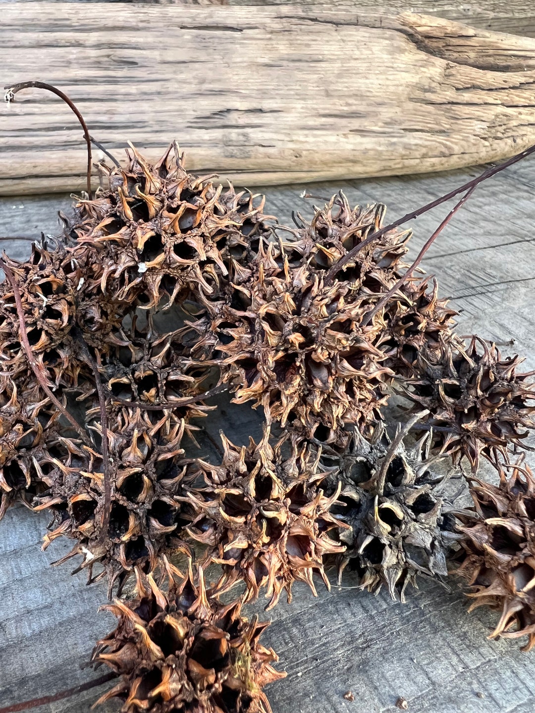 20 Witches Burrs, Sweet Gum Seed Pods, Nature Crafting - Etsy