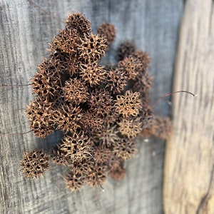 20 Witches Burrs, Sweet Gum Seed Pods, Nature Crafting - Etsy