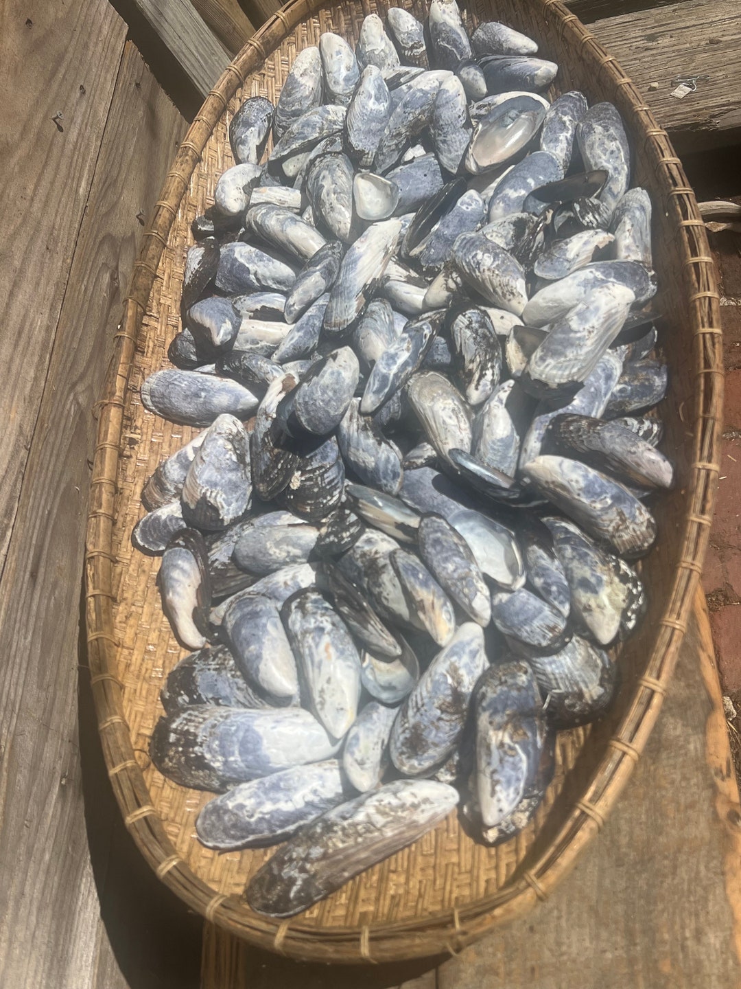 10 Shells,mussel Shells, California Mussel Shells, Pacific Ocean Mussel ...
