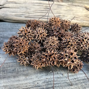 20 Witches Burrs, Sweet Gum Seed Pods, Nature Crafting - Etsy
