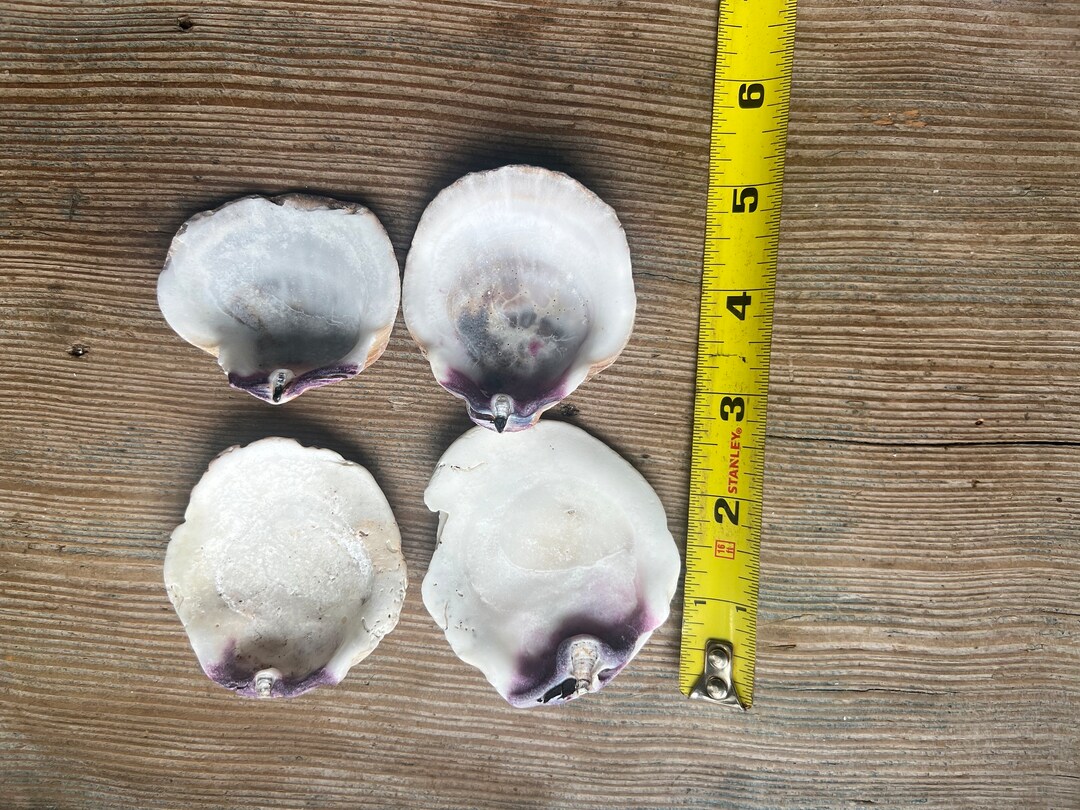 Purple Scallop Sea Shells, California Scallop Shell Specimen, Pacific ...