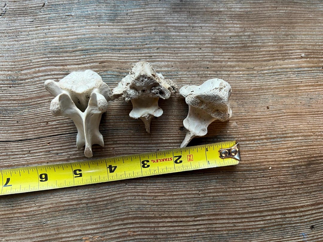 California Ocean Bones, Pacific Ocean Fish Bones - Etsy