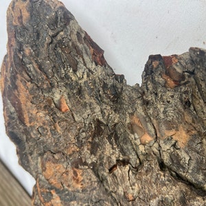 Driftwood Bark, 14x7 , Fresh Water Bark, Art Driftwood, Terrarium Wood ...