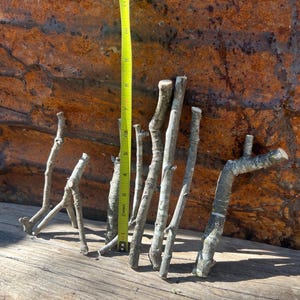 Oak, Forked and Straight Coast Live Oak Sticks , Sacred Wood Sticks ...