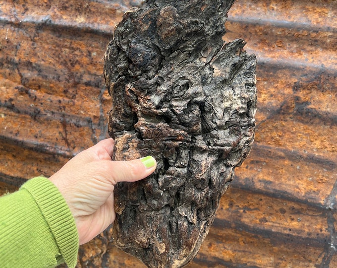 Driftwood Bark, 14”x7” , Fresh Water Bark, Art Driftwood, Terrarium ...