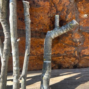 Oak, Forked and Straight Coast Live Oak Sticks , Sacred Wood Sticks ...
