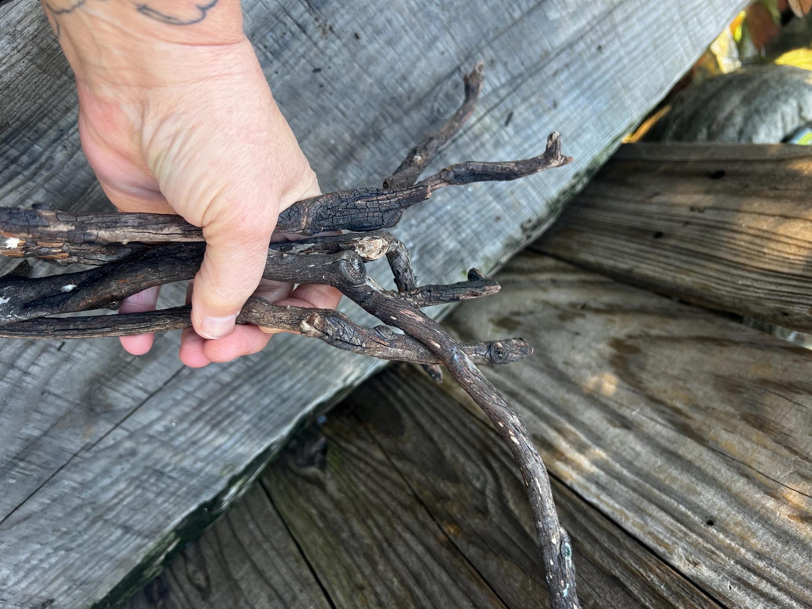 Four Madrone Wood Branches, Curved Sticks, Curved Art Wood, Curved ...