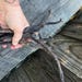 Four Madrone Wood Branches, Curved Sticks, Curved Art Wood, Curved ...