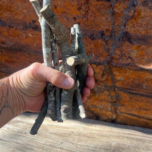 Oak, Forked and Straight Coast Live Oak Sticks , Sacred Wood Sticks ...