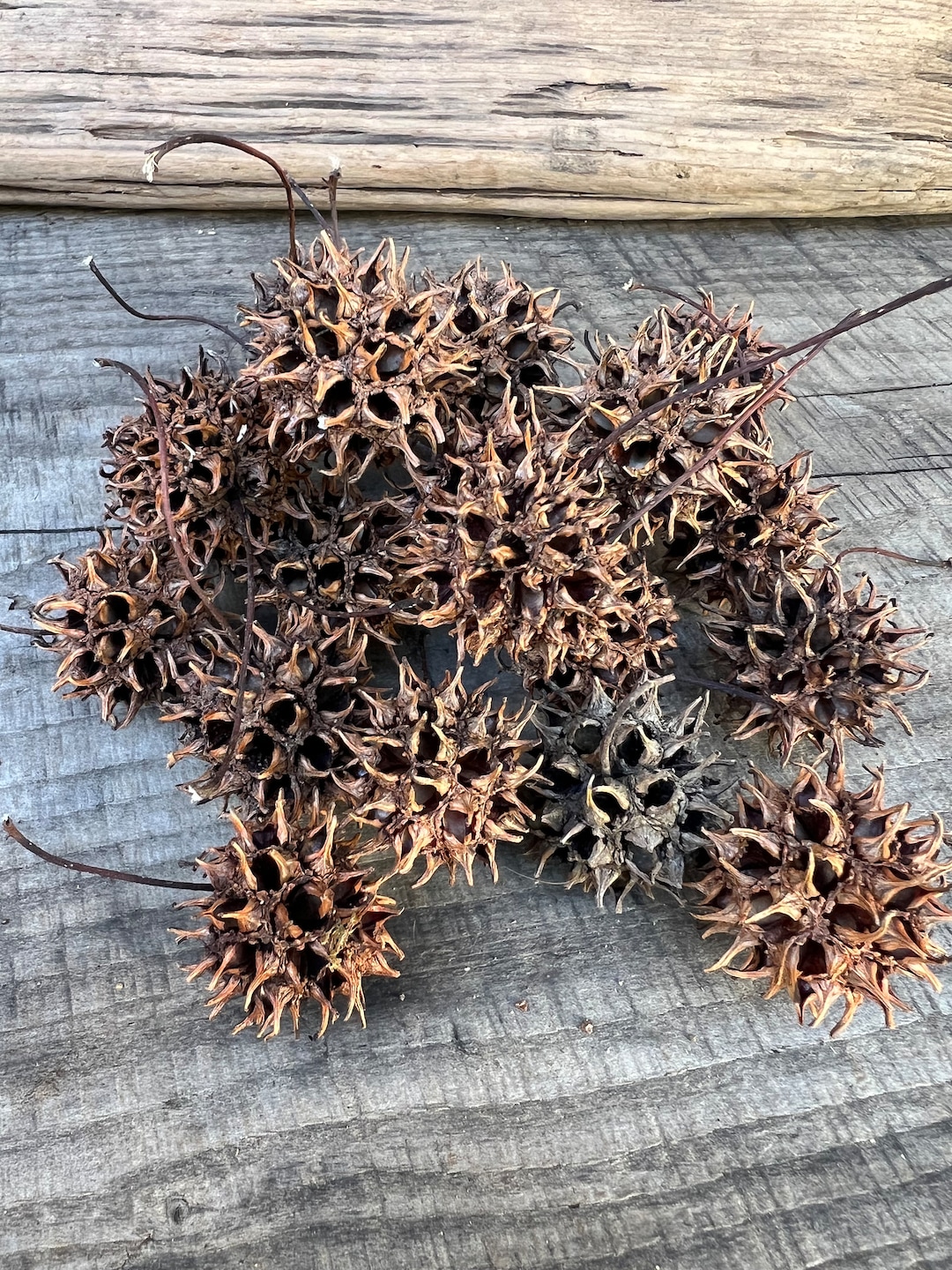 20 Witches Burrs, Sweet Gum Seed Pods, Nature Crafting - Etsy