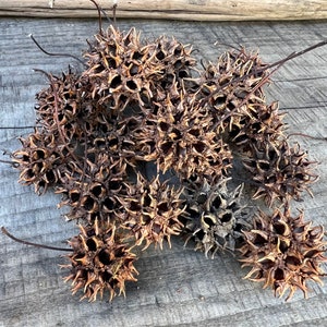 20 Witches Burrs, Sweet Gum Seed Pods, Nature Crafting - Etsy