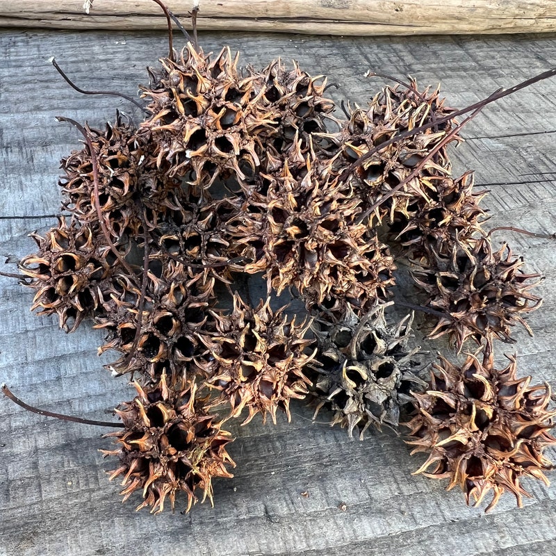 Sweet Gum Ball Crafts - Etsy