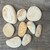 10 Shells,mussel Shells, California Mussel Shells, Pacific Ocean Mussel ...