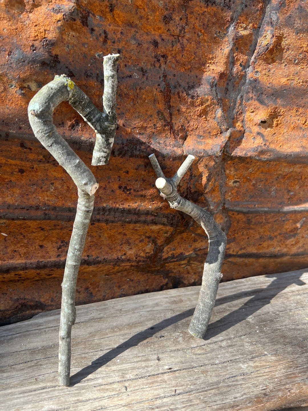 Forked Curvy Coast Live Oak Sticks, Sacred Wood Sticks, Forked Oak ...