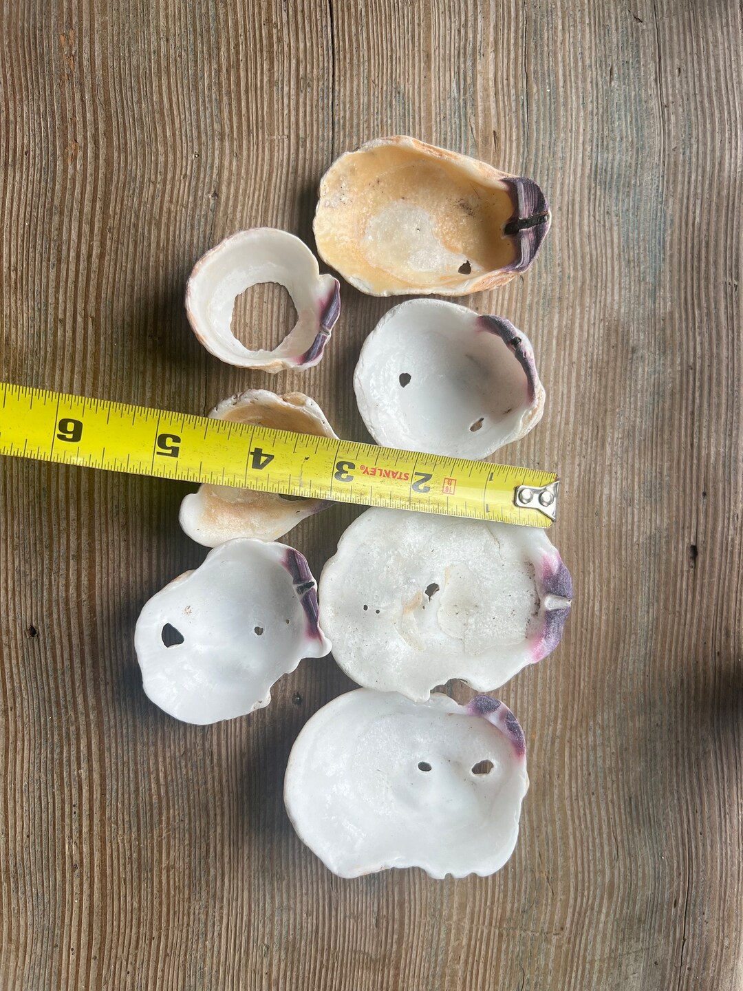 Purple Scallop Sea Shells With Holes, California Scallop Shell Specimen ...