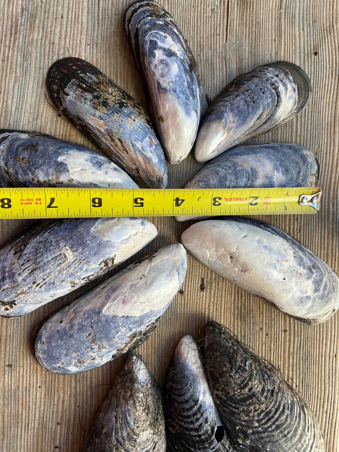 Large Mussel Sea Shells, California Mussel Shell Specimen, Pacific ...