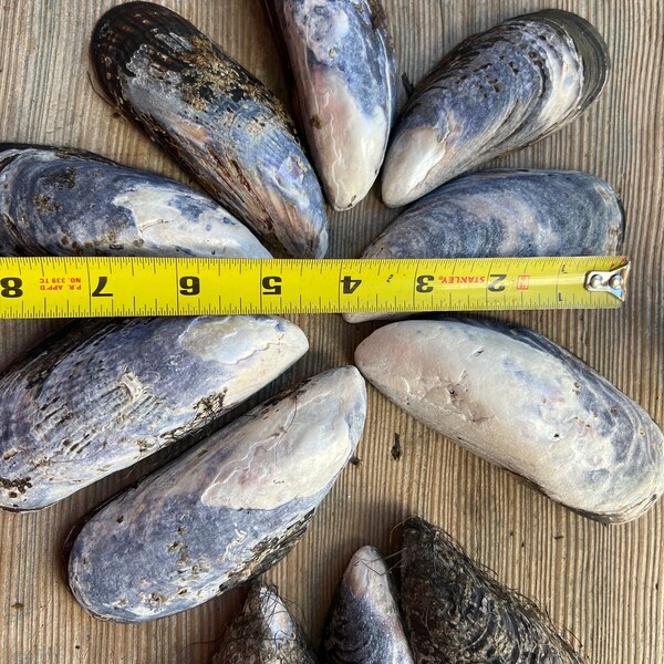 Large Mussel Shells - Etsy