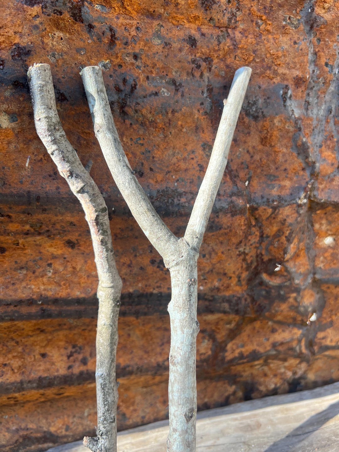 Coast Live Oak , Forked Coast Live Oak Sticks, Sacred Wood Sticks ...