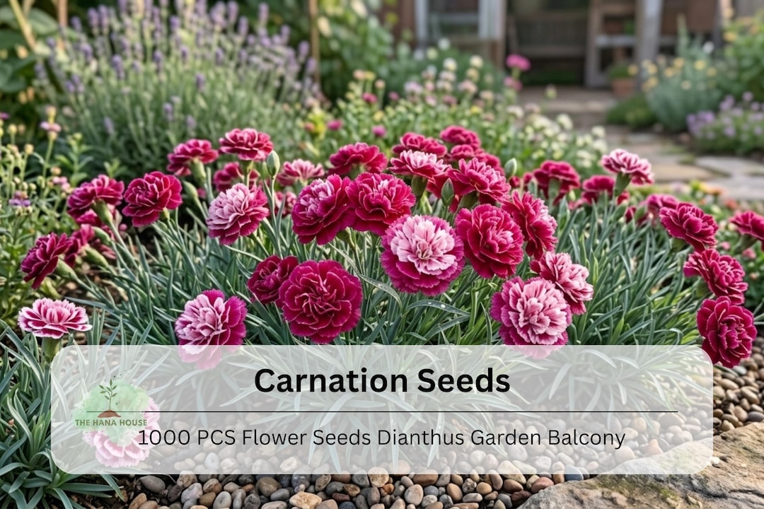 Carnation Seeds 1000 PCS Flower Seeds Dianthus Garden Balcony Patio ...