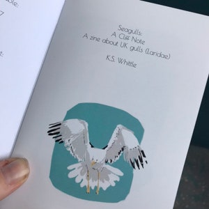 Seagulls: A Cliff Note, a Gull Conservation Zine. Bird Art, Art Book ...
