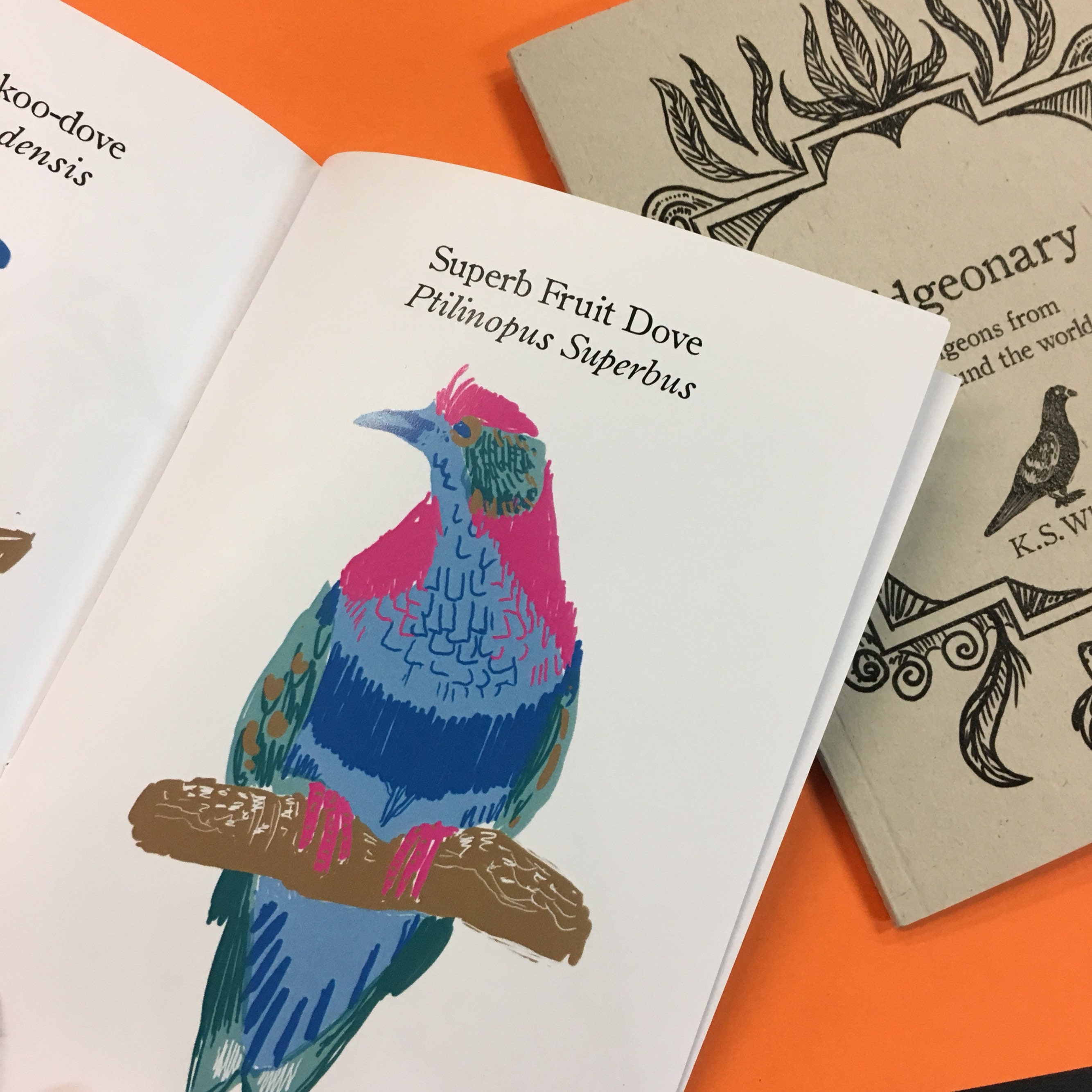 Pidgeonary a Pigeon Appreciation Book Pigeon Gifts Zine | Etsy UK