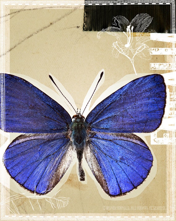 Butterfly Blue Morpho Collage Large 16 X 20 - Etsy