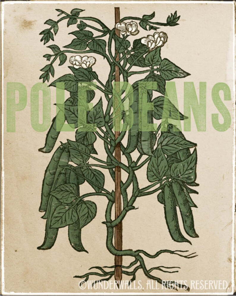 Garden Pole Beans Green Woodcut on Antiqued Background Large 16" X 20 ...