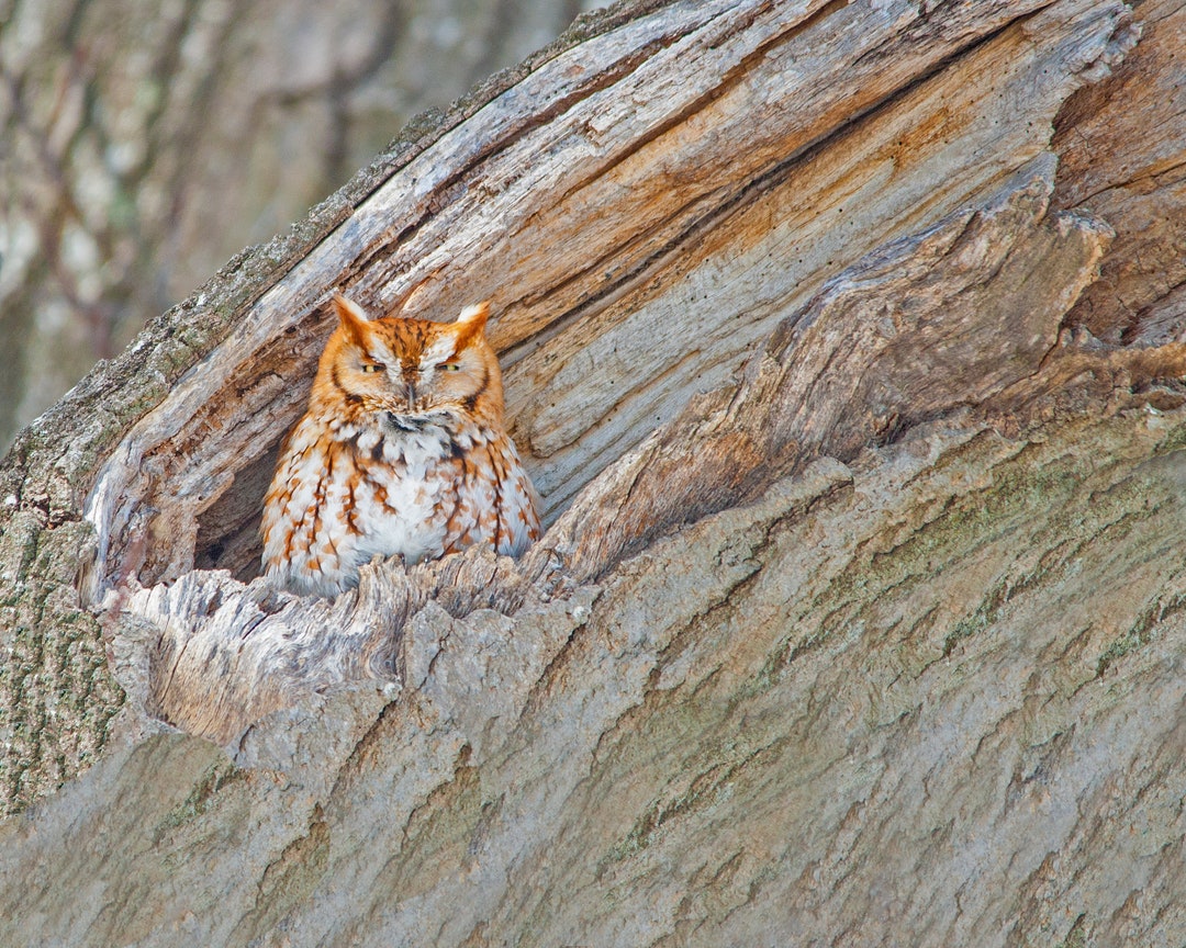 Eastern Screech Owl, Red Morph Image for Wall Art, Canvas, or Poster ...