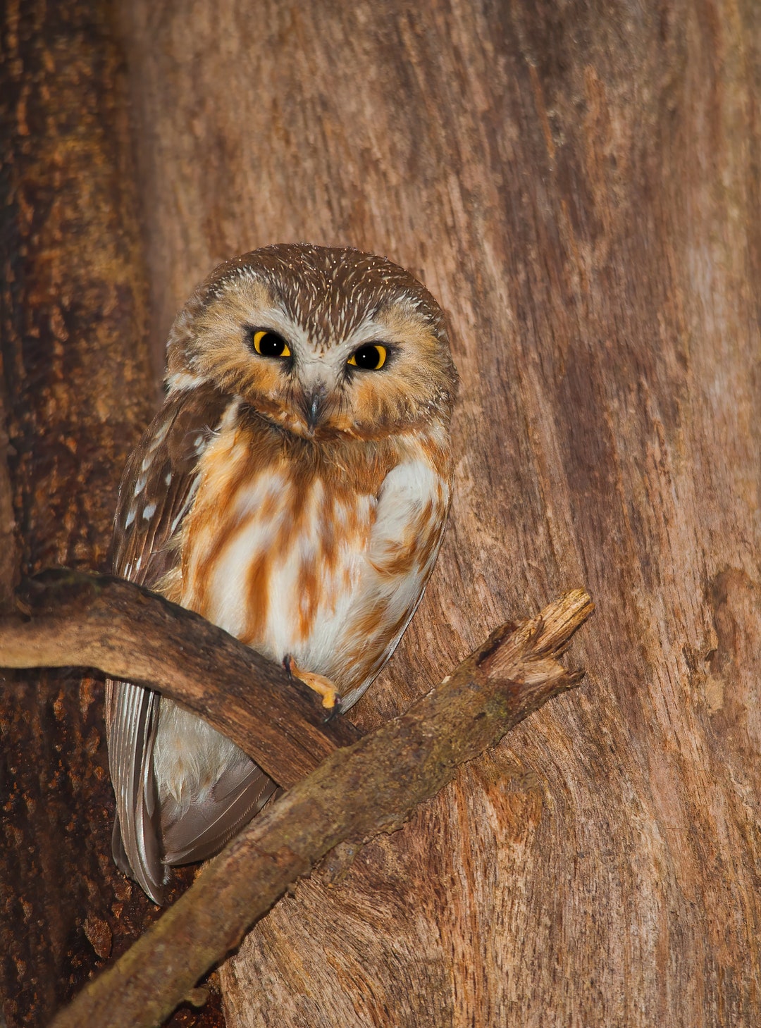 Northern Saw-whet Owl in a Tree. Cute, Beautiful, Rare Owl, Wall Art ...