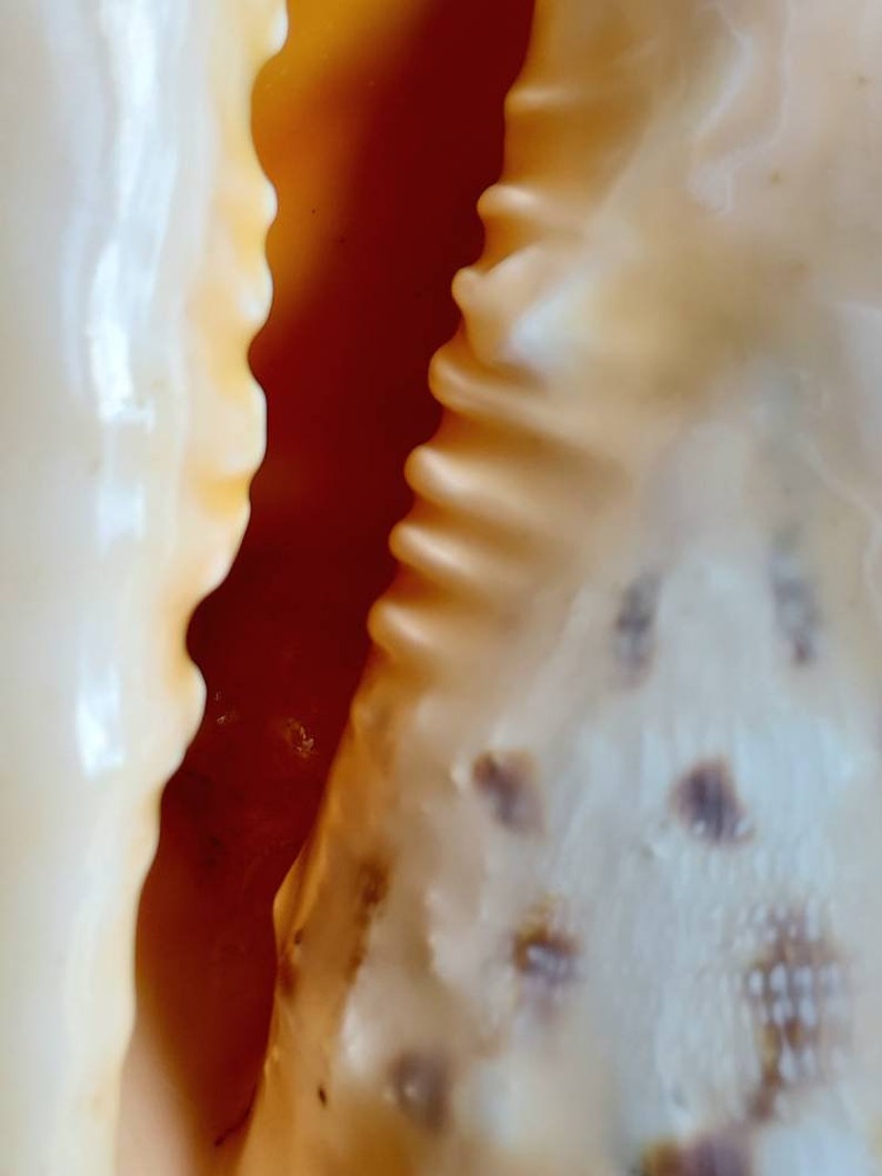 Emperor Cameo Shell Horned Helmet Shell Top Prize by - Etsy