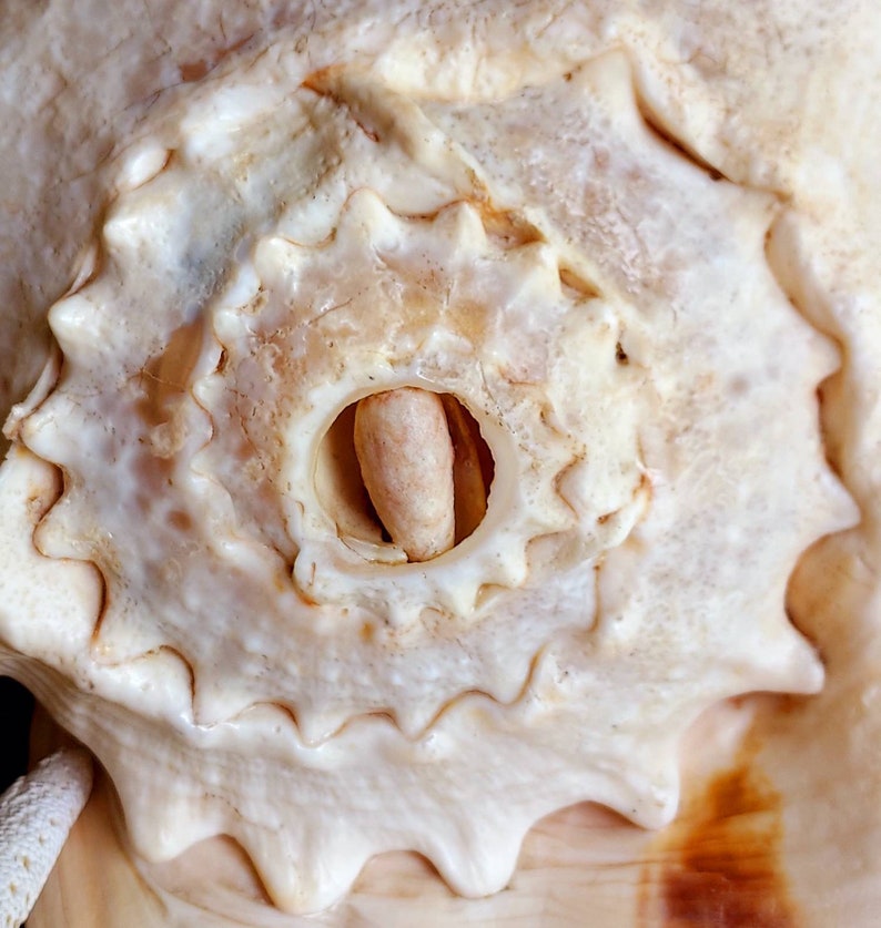 Emperor Cameo Shell Horned Helmet Shell Top Prize by - Etsy