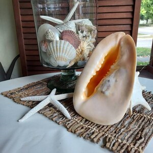 Emperor Cameo Shell, Horned Helmet Shell, Top Prize by Collectors, Rose ...