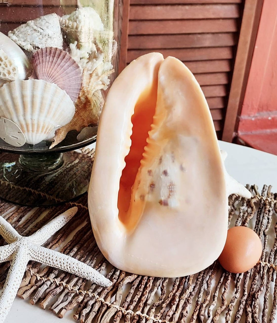 Emperor Cameo Shell, Horned Helmet Shell, Top Prize by Collectors, Rose ...