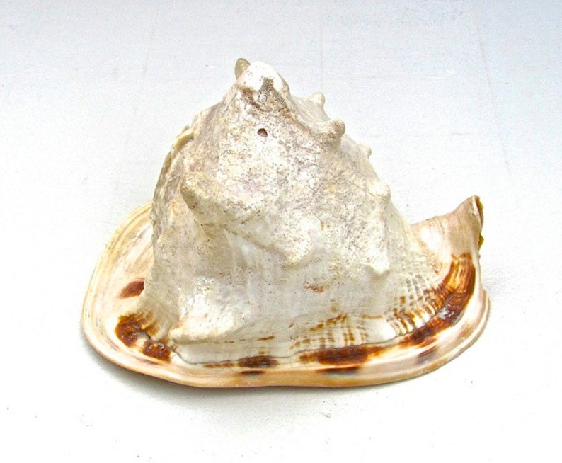Emperor Cameo Shell Horned Helmet Shell Top Prize by - Etsy