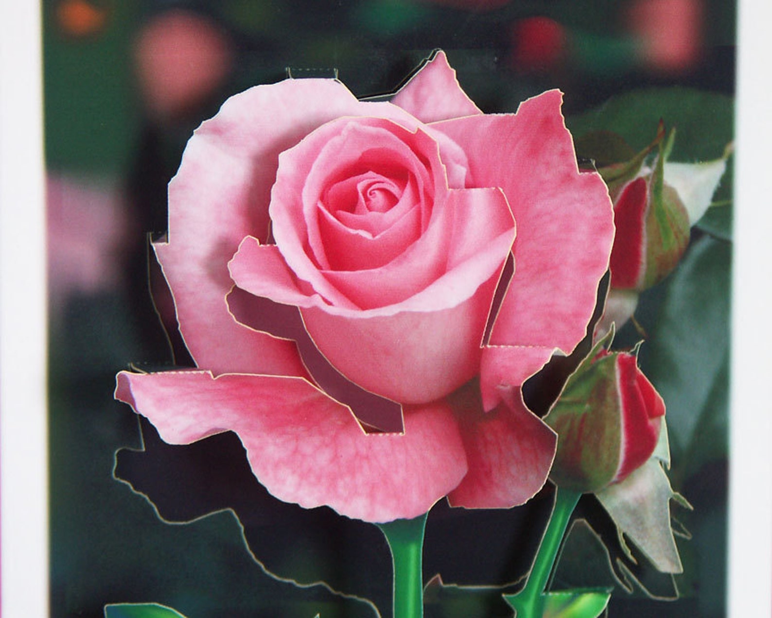 Pop up Pink Rose Card Any Occasion Popup Card Smell the Roses - Etsy