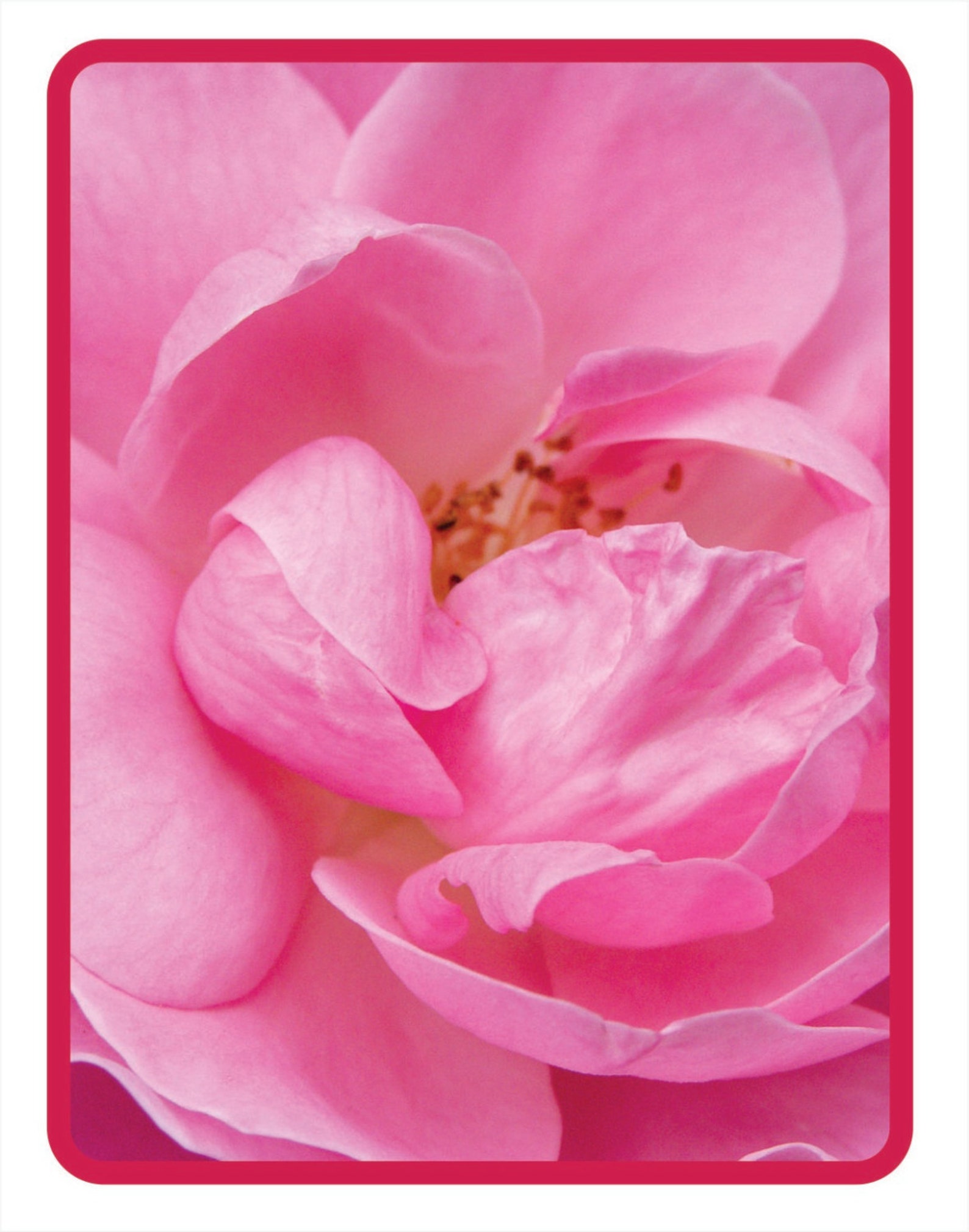 Pop up Pink Rose Card Any Occasion Popup Card Smell the Roses - Etsy