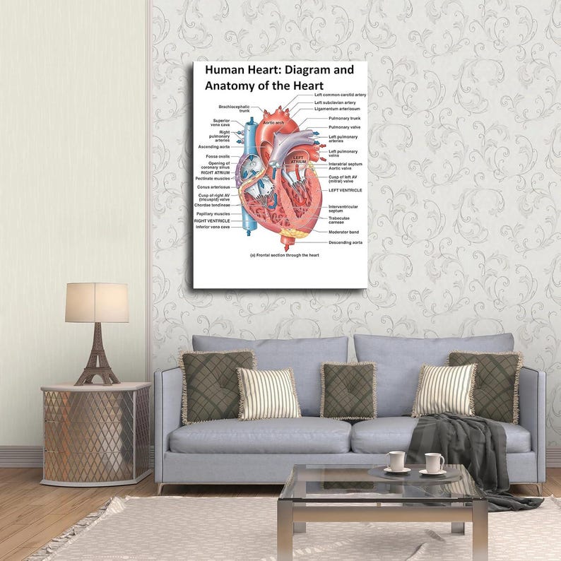 Diagram and Anatomy of the Heart Poster Canvas Print Painting Picture ...