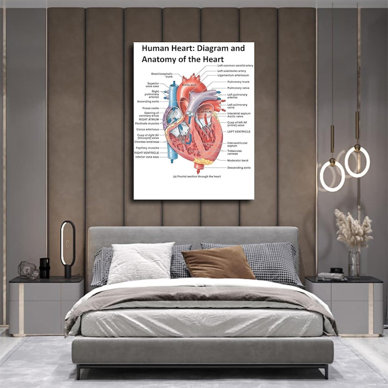 Diagram and Anatomy of the Heart Poster Canvas Print Painting Picture ...