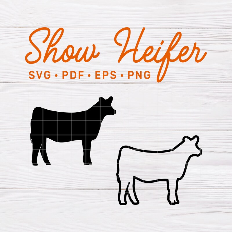 Show Heifer - Etsy